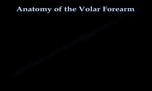Anatomy Of The Volar Forearm Part 1 Everything You Need To Know Dr ...