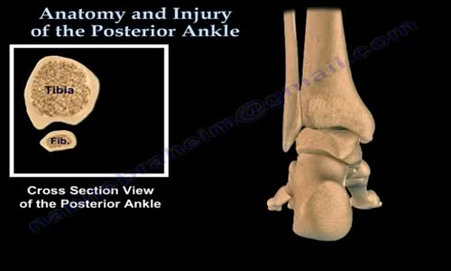 Posterior Ankle , Anatomy And Injury Everything You Need To Know Dr ...