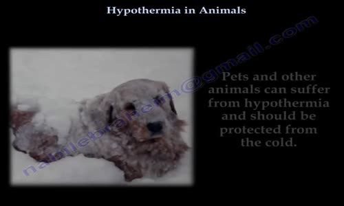 Hypothermia In Animals,different Everything You Need To Know Dr. Nabil ...