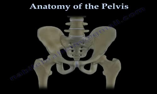 Anatomy Of The Pelvis Everything You Need To Know Dr. Nabil Ebraheim