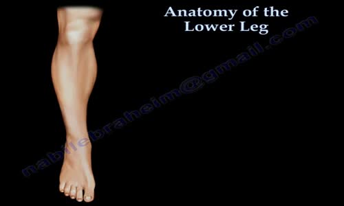 Anatomy Of The Lower Leg Everything You Need To Know Dr. Nabil Ebraheim