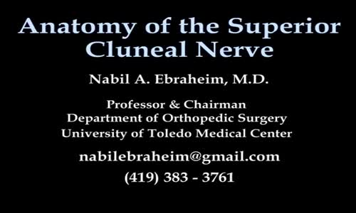 Anatomy Of The Superior Cluneal Nerve Everything You Need To Know Dr ...