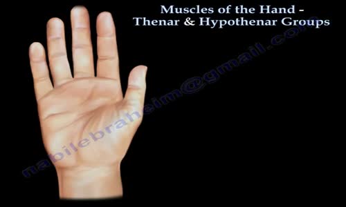 Muscles Of The Hand Thenar & Hypothenar Groups Everything You Need To ...