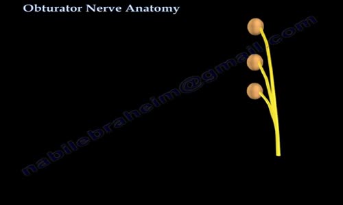 Obturator Nerve Anatomy Everything You Need To Know Dr. Nabil Ebraheim