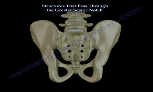 Structures Passing Through Greater Sciatic Notch Everything You Need To ...