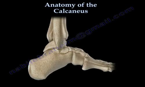 Anatomy Of The Calcaneus Everything You Need To Know Dr. Nabil Ebraheim