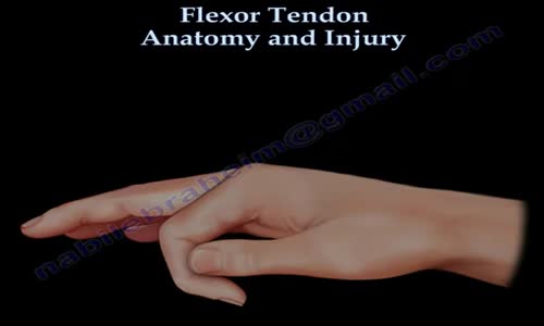 Flexor Tendon Anatomy And Injury Everything You Need To Know Dr Nabil