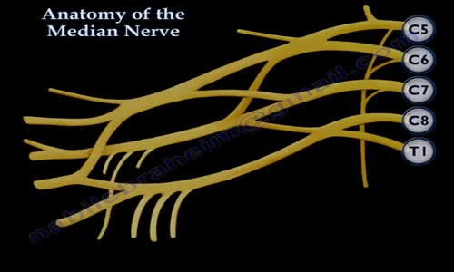 Anatomy Of The Median Nerve Everything You Need To Know Dr. Nabil Ebraheim