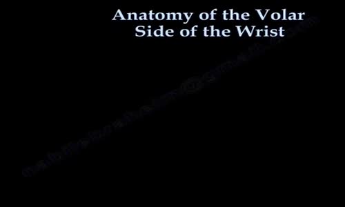 Anatomy Of The Volar Side Of The Wrist Everything You Need To Know Dr ...
