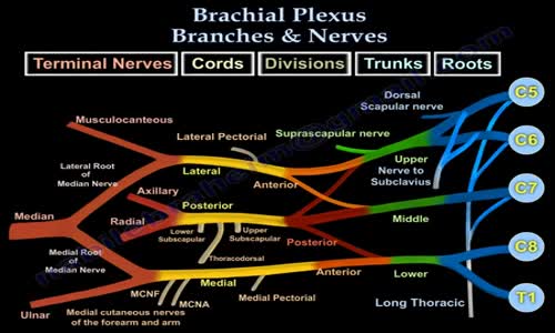 Brachial Plexus Branches & Nerves Everything You Need To Know Dr. Nabil ...