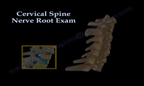 Cervical Spine Nerve Root Exam Everything You Need To Know Dr. Nabil ...