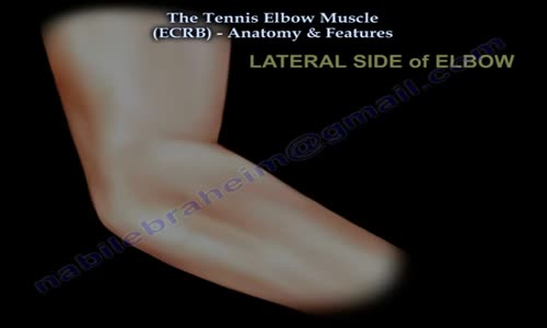 Tennis Elbow Muscle ECRB Everything You Need To Know Dr. Nabil Ebraheim