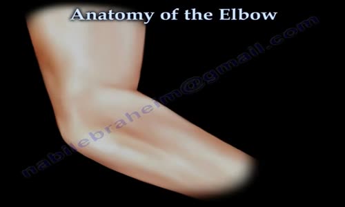 Anatomy Of The Elbow, Animation Everything You Need To Know Dr. Nabil ...