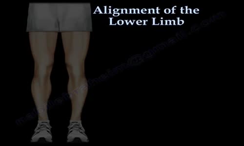 Alignment Of The Lower Limb Everything You Need To Know Dr. Nabil Ebraheim