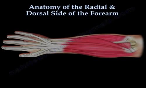 Anatomy Of The Radial & Dorsal Forearm Part 2 Everything You Need To ...