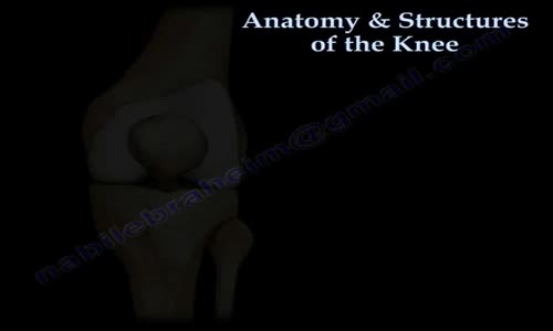 Anatomy & Structure Of The Knee , knee pain Everything You Need To Know ...