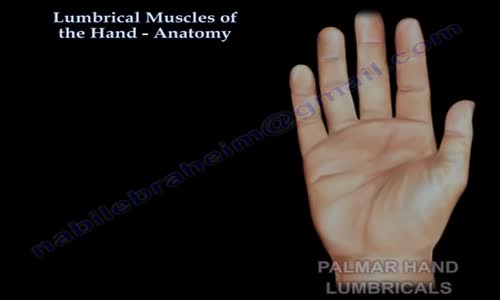 Lumbrical Muscles Of The Hand Anatomy Everything You Need To Know Dr ...